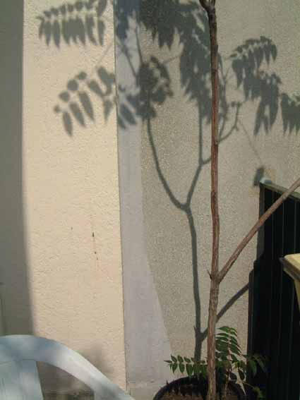 Self Shadow Tree - Nature - Photo.net