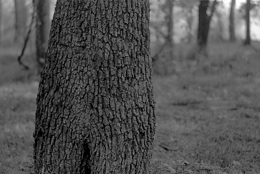 Quick Tips, Classic Camera Style - What's Yours? - Classic Manual Film ...