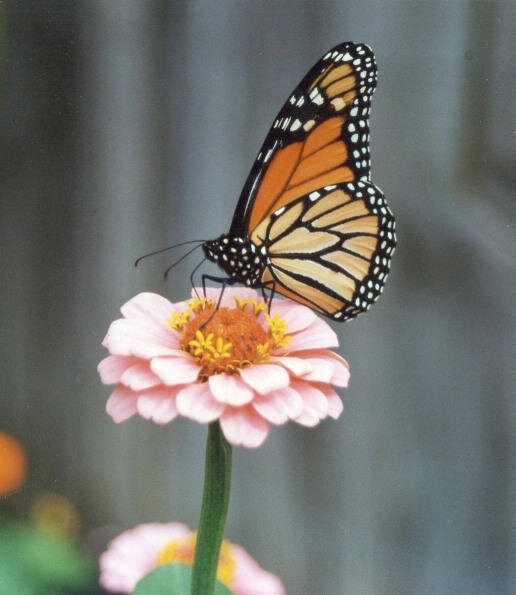 Monarch Butterfly - Sydney, Australia. What's the best way to capture a ...