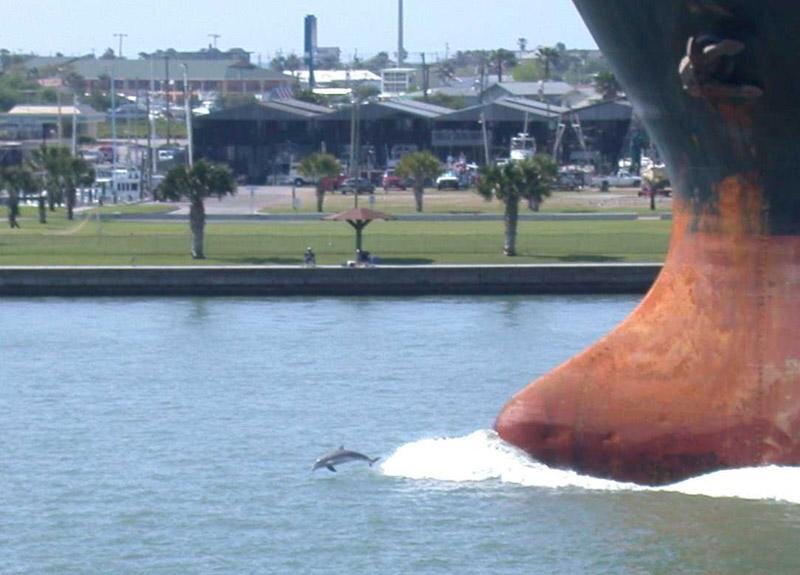 Dolphin playing in front of an oil tanker - Nature - Photo.net