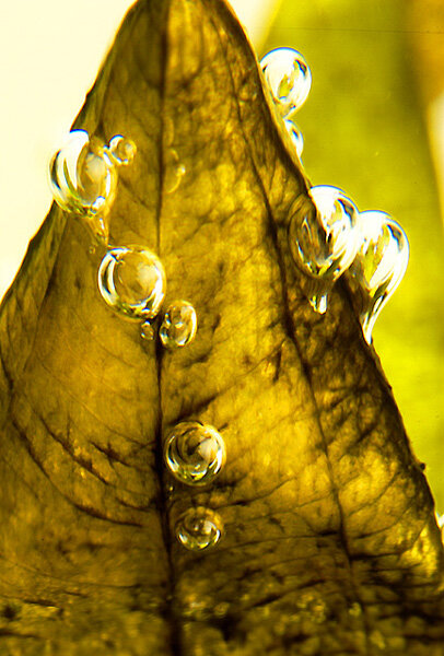 Breathing life - Macro - Photo.net