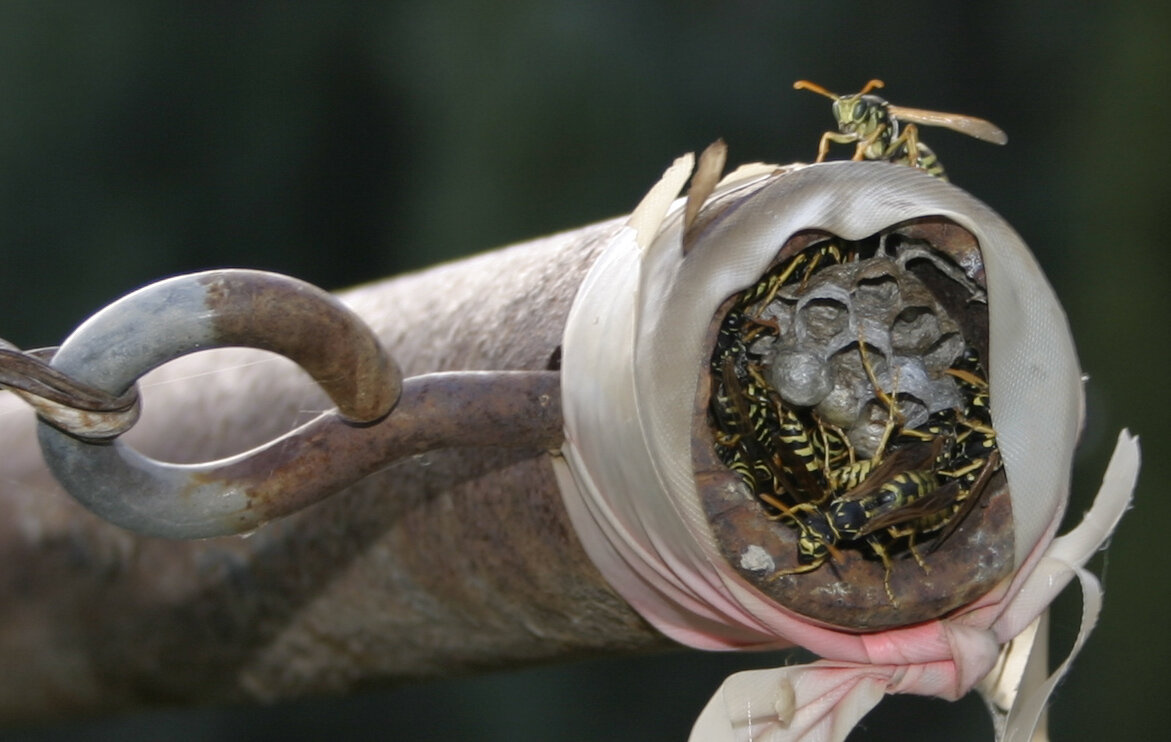 Wasps making a nest in one of the supports of my clotheslines ...