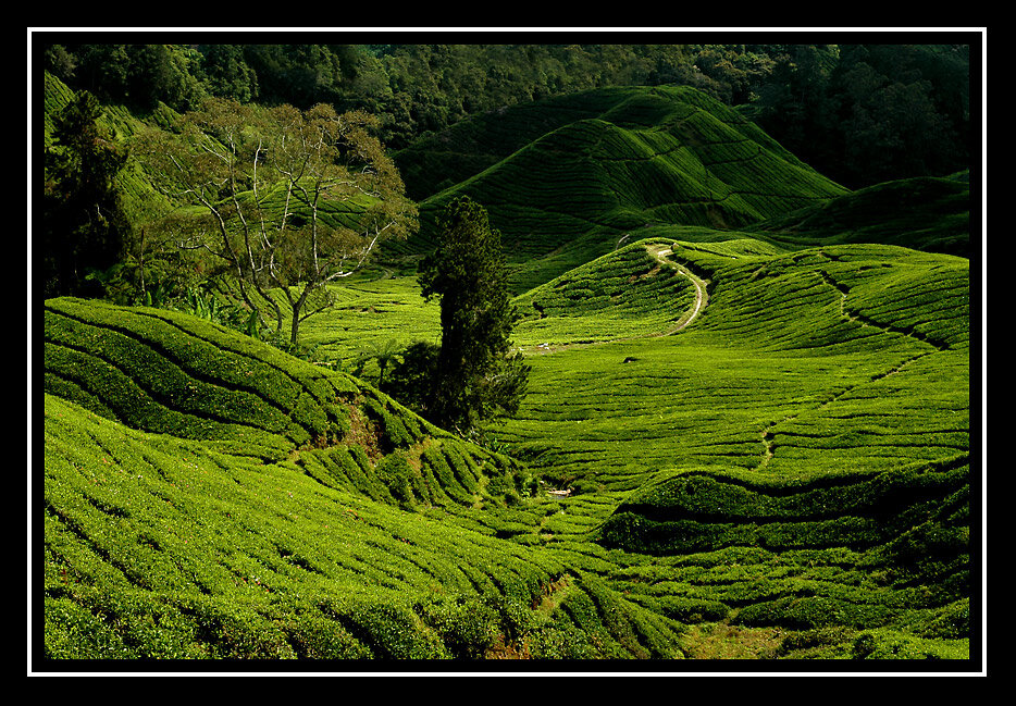The Beauty of Cameron Highlands (Best view Larger) - Nature - Photo.net