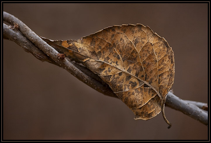 A dead leaf caught on its way to the ground by thin, intertwined ...