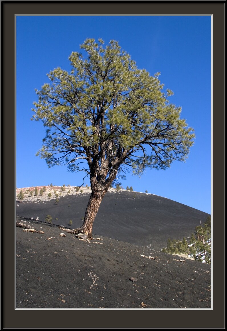 One tough tree - surviving in the cinder cone of an old volcano ...