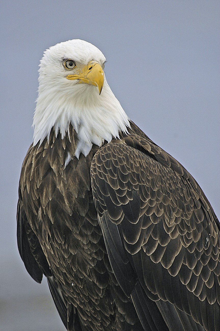 Bald Eagle, Homer Alaska - Wildlife - Photo.net