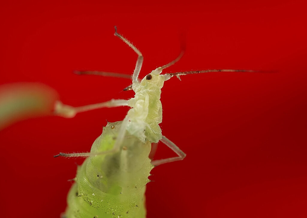 An Aphid Eaten By A Hover Fly Larvae On A Rose Macro