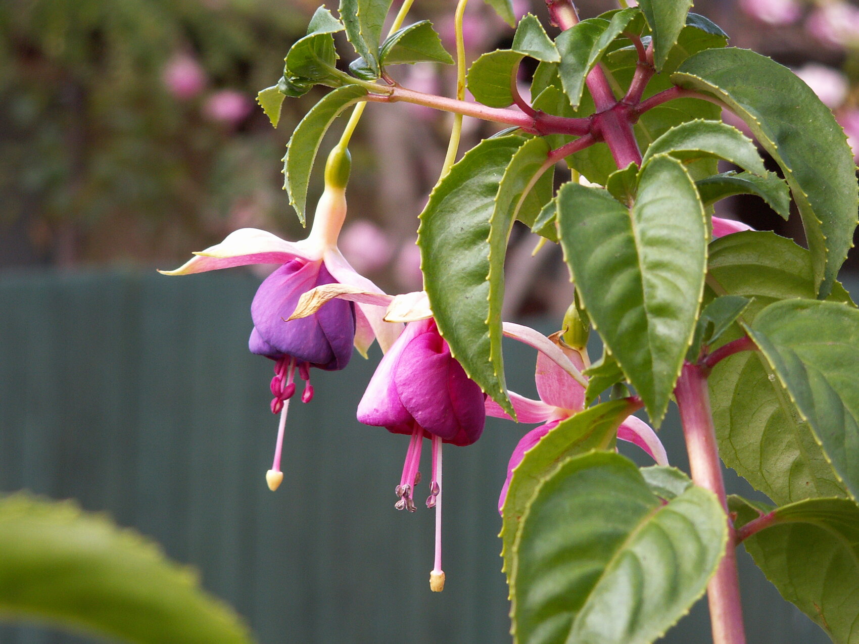 Fuchsias in the winter - Flower - Photo.net