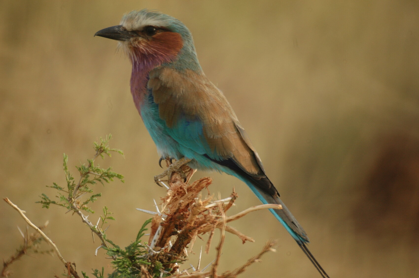 Colourful bird - taken in Samburu National Reserve, Kenya Someone tell ...