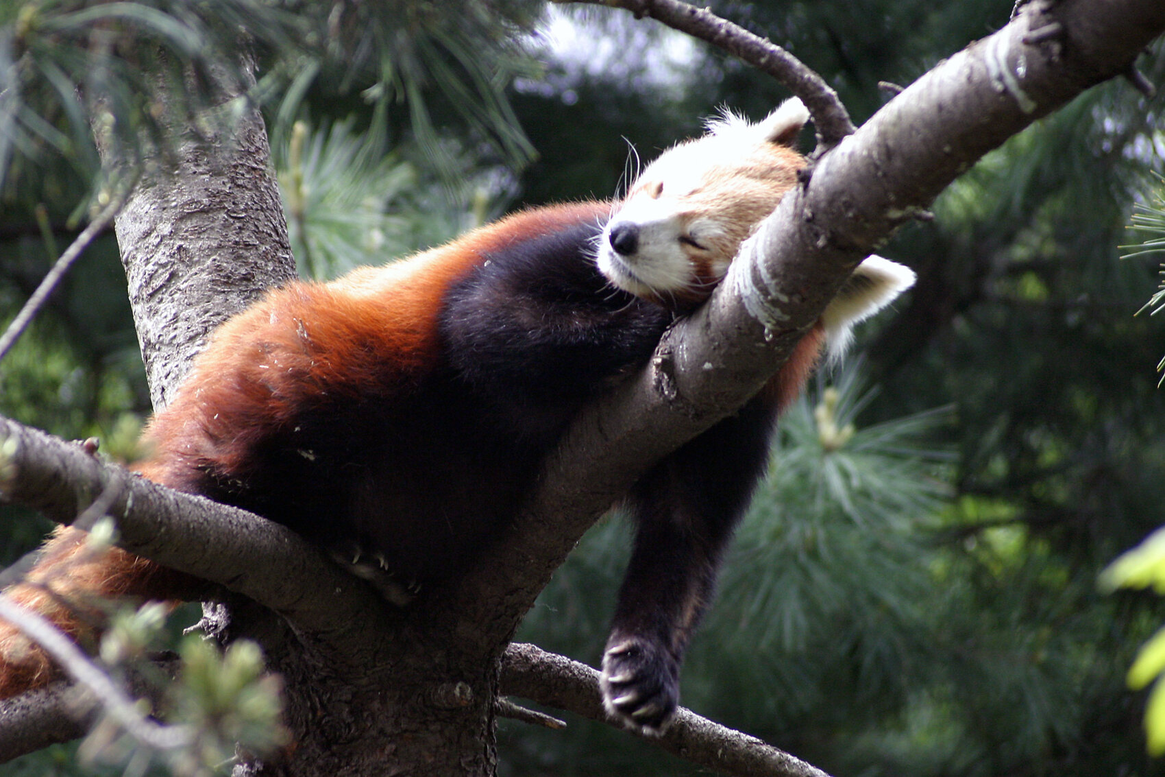 Red Panda sleeping in a tree in Central Park New York - Nature - Photo.net