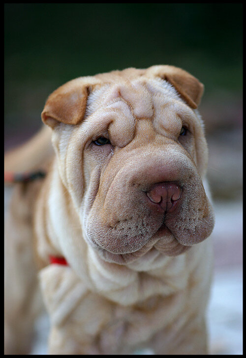 From planet melmac the dog named Alf ;) - Animal - Photo.net