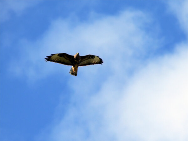 RATONERO COMUN - Wildlife - Photo.net