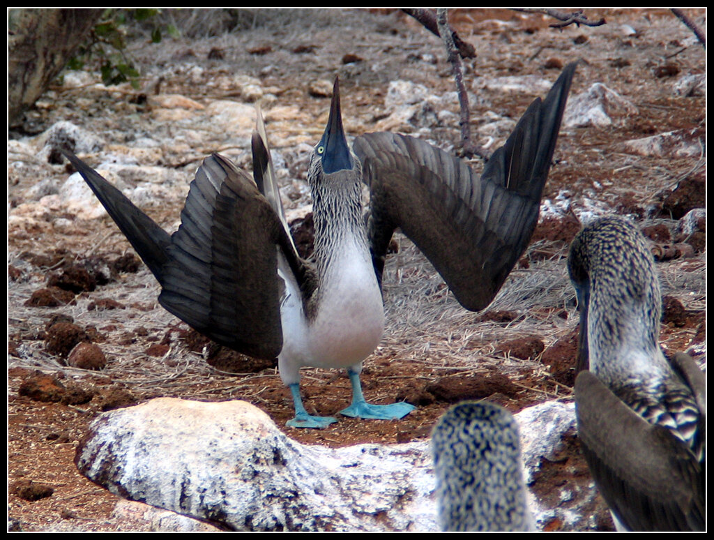 Mating blue-footed Booby (front). - Wildlife - Photo.net