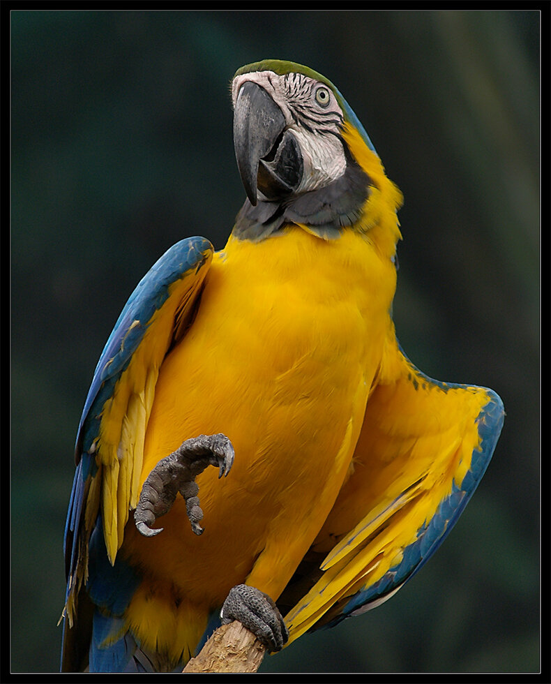 parrot ....Karate Kid - Wildlife - Photo.net