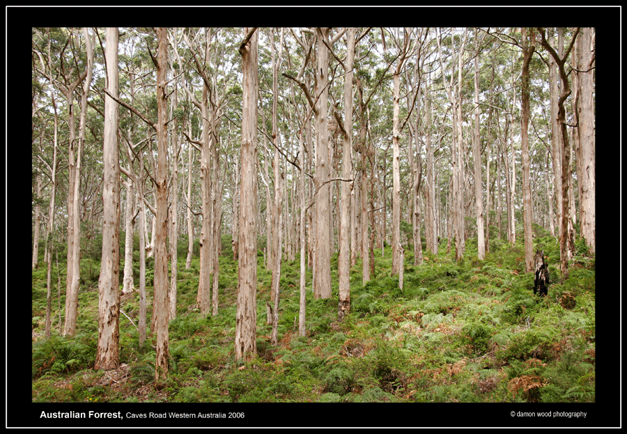 Australian Forrest. Located off Caves Road in South Western Australia ...