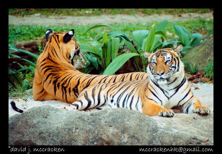 Tiger Tedium - Nature - Photo.net