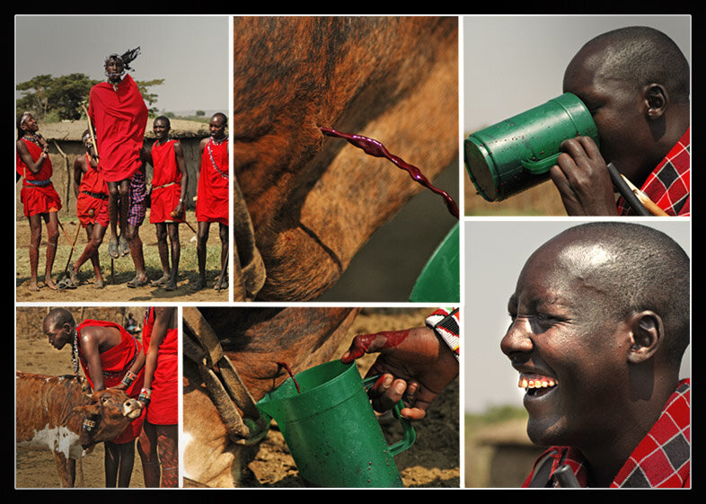 The Maasai tribe are famous for drinking a mixture of cattle blood and ...