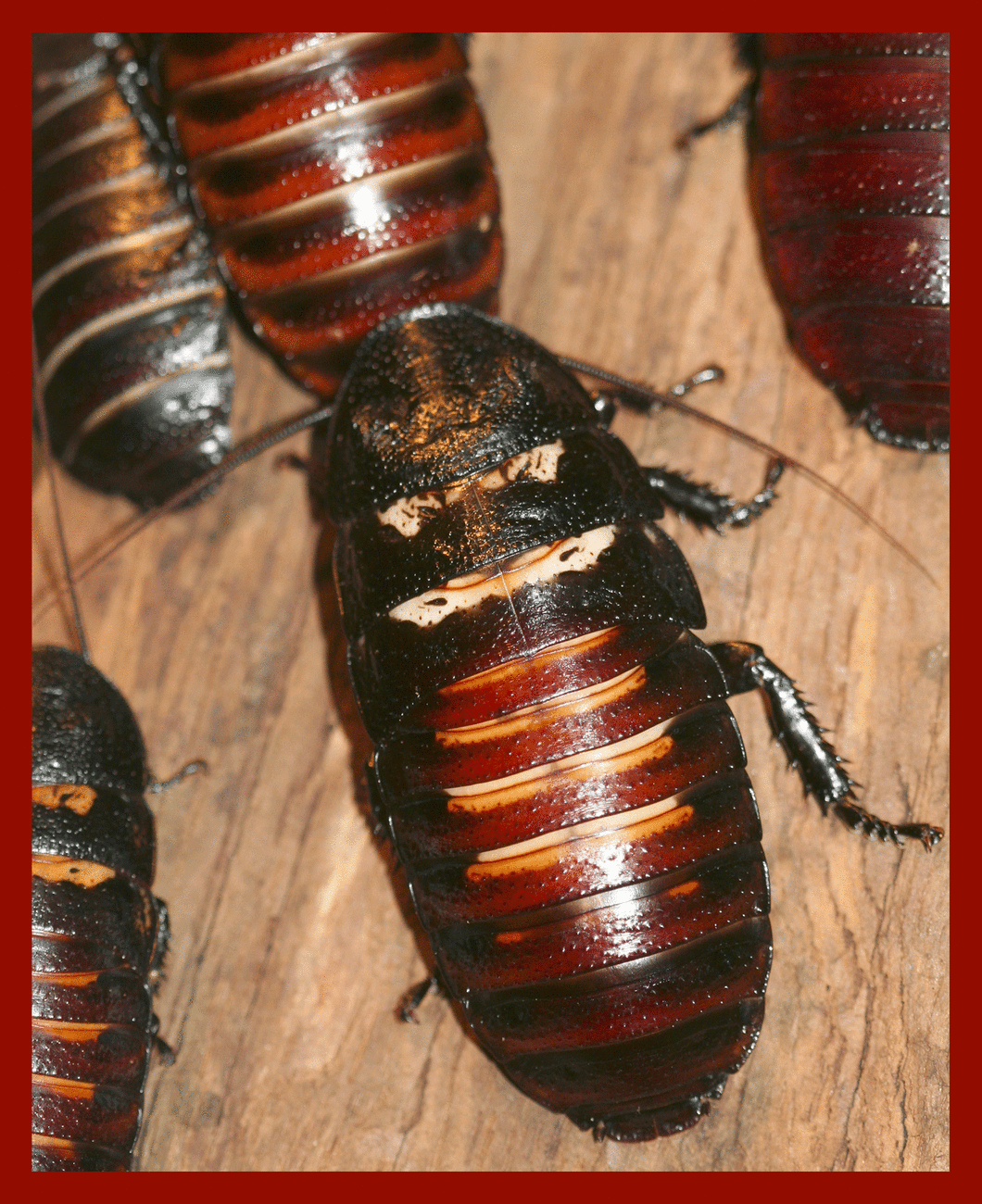 "Legless" - Macro - Photo.net