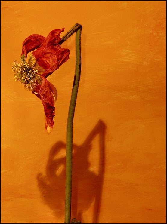 Withered Poppy II - Flower - Photo.net