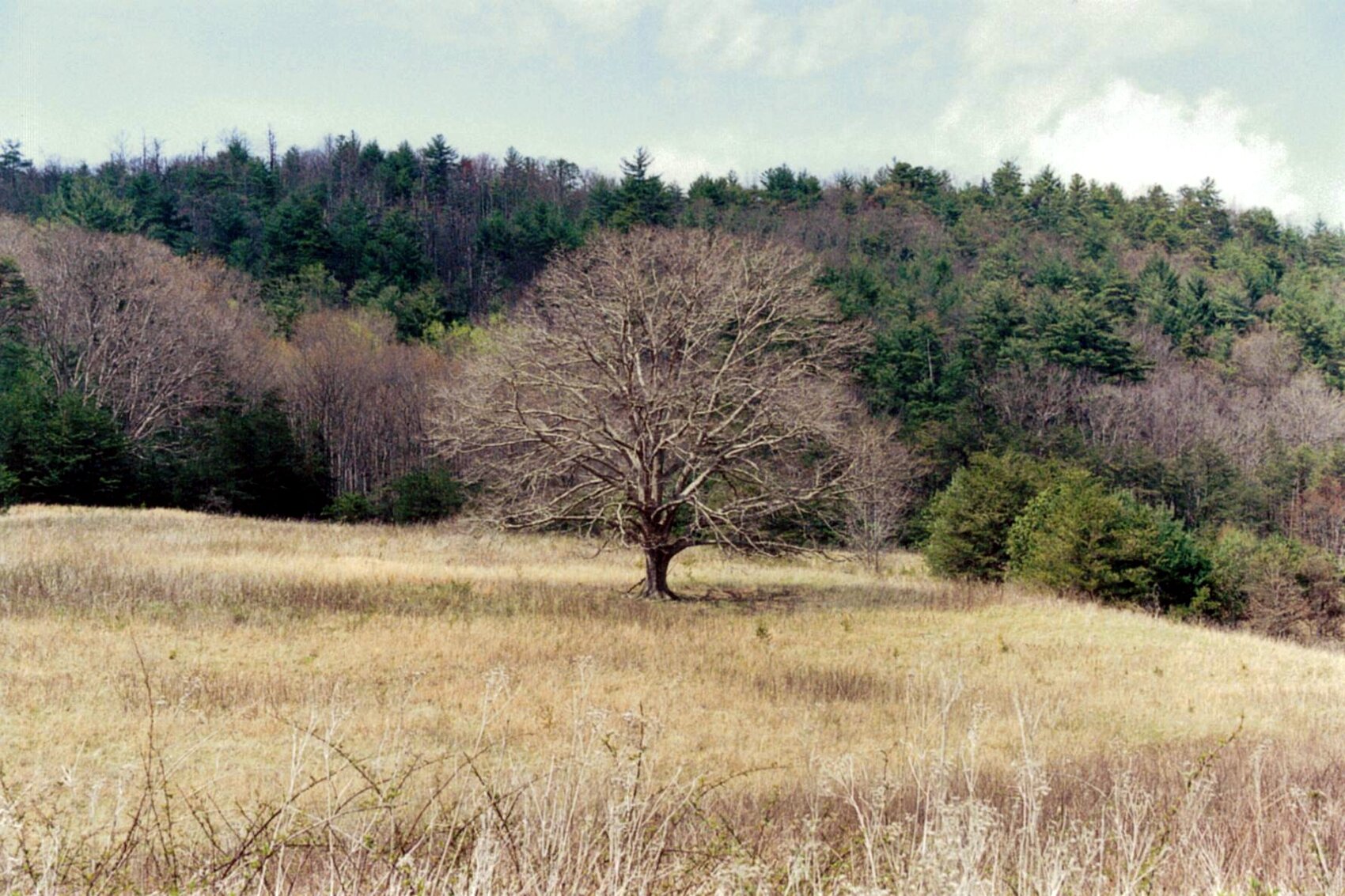 Tree in Cades Cove, TN in color - Nature - Photo.net
