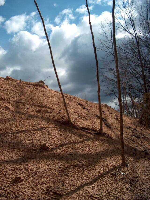 Skinny Trees - Landscape - Photo.net