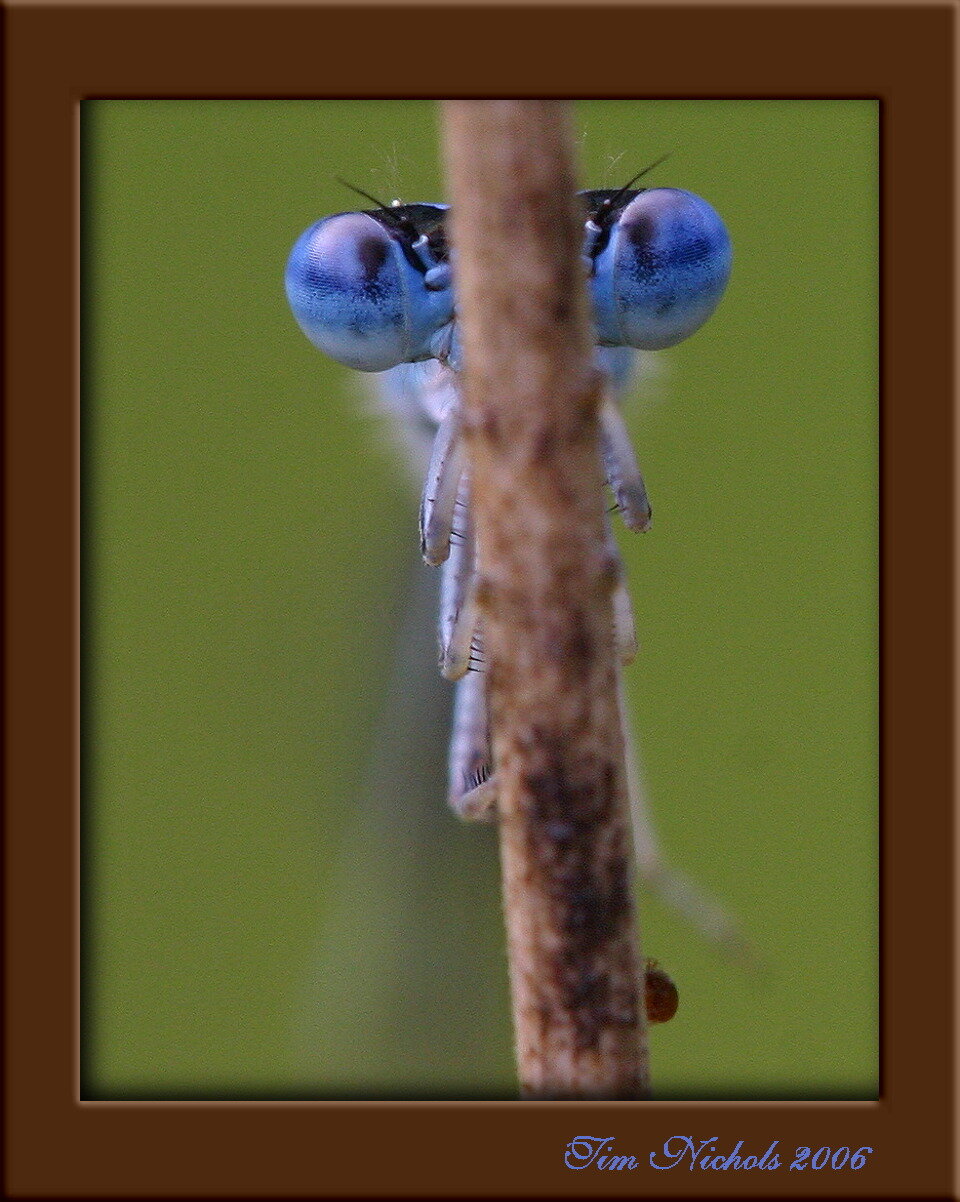 Damsel Eyes Peeking III - Macro - Photo.net