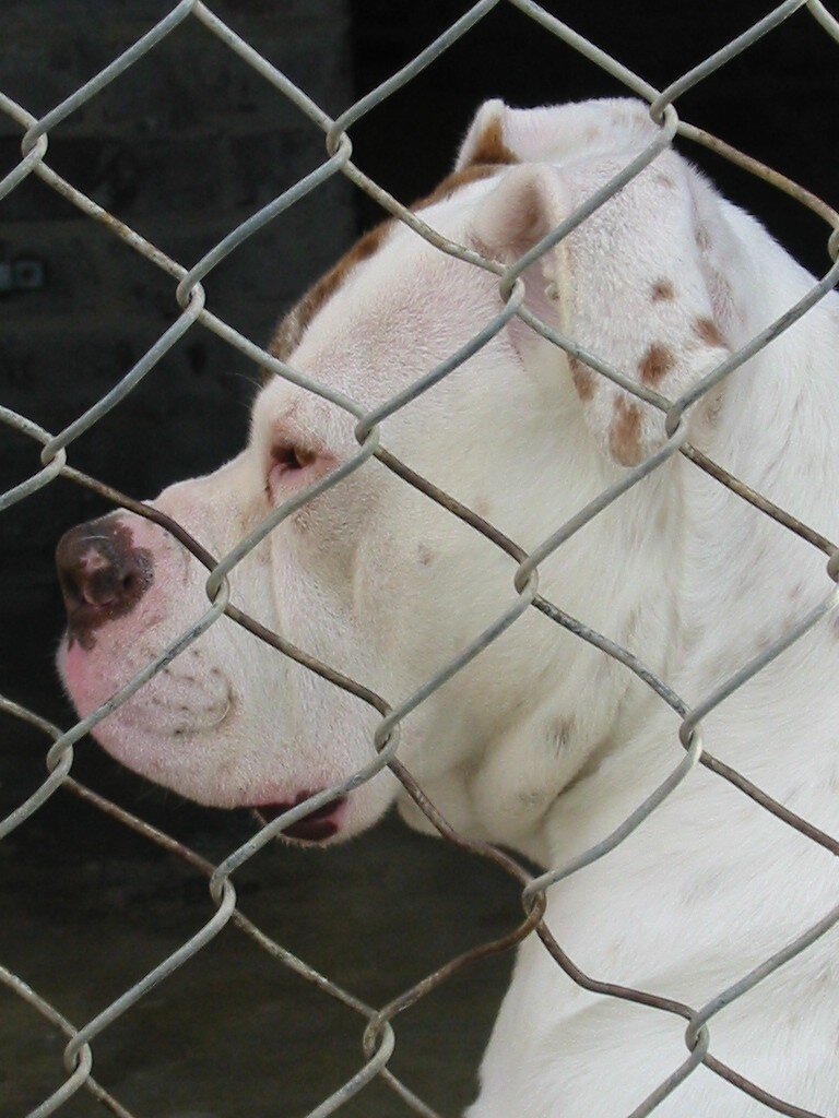 On death Row???? - Animal - Photo.net