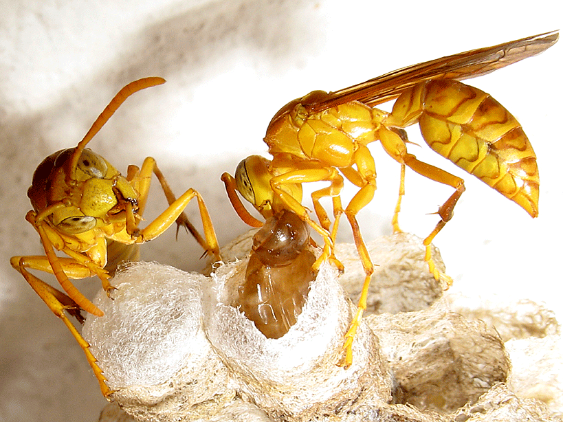 YELLOW WASP -59 {worker class pulling out the dead insect from cell in ...