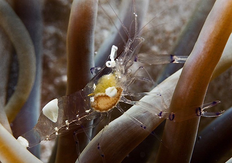 Anatomy of a Shrimp - Macro - Photo.net