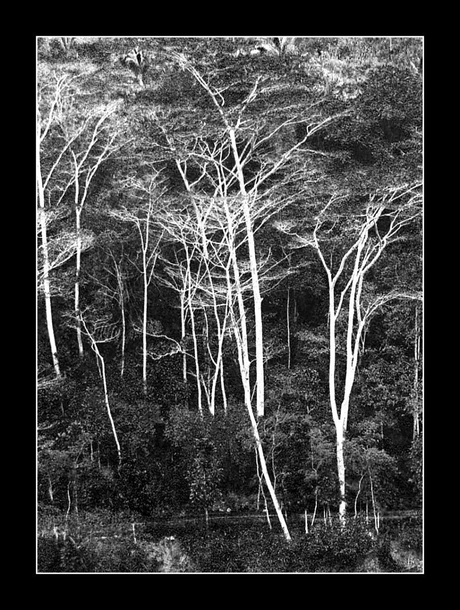Trees on Cebu - Landscape - Photo.net