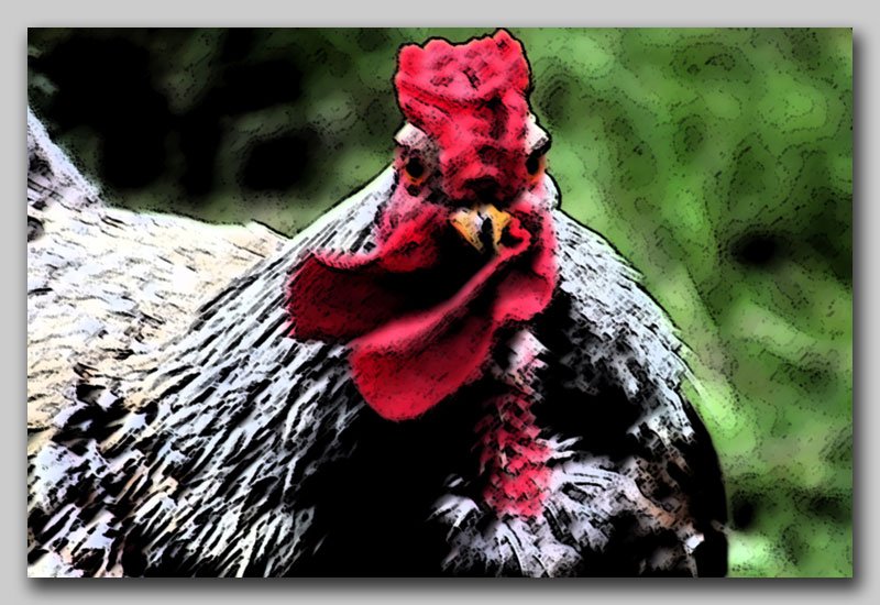 Mad Rooster - Street - Photo.net