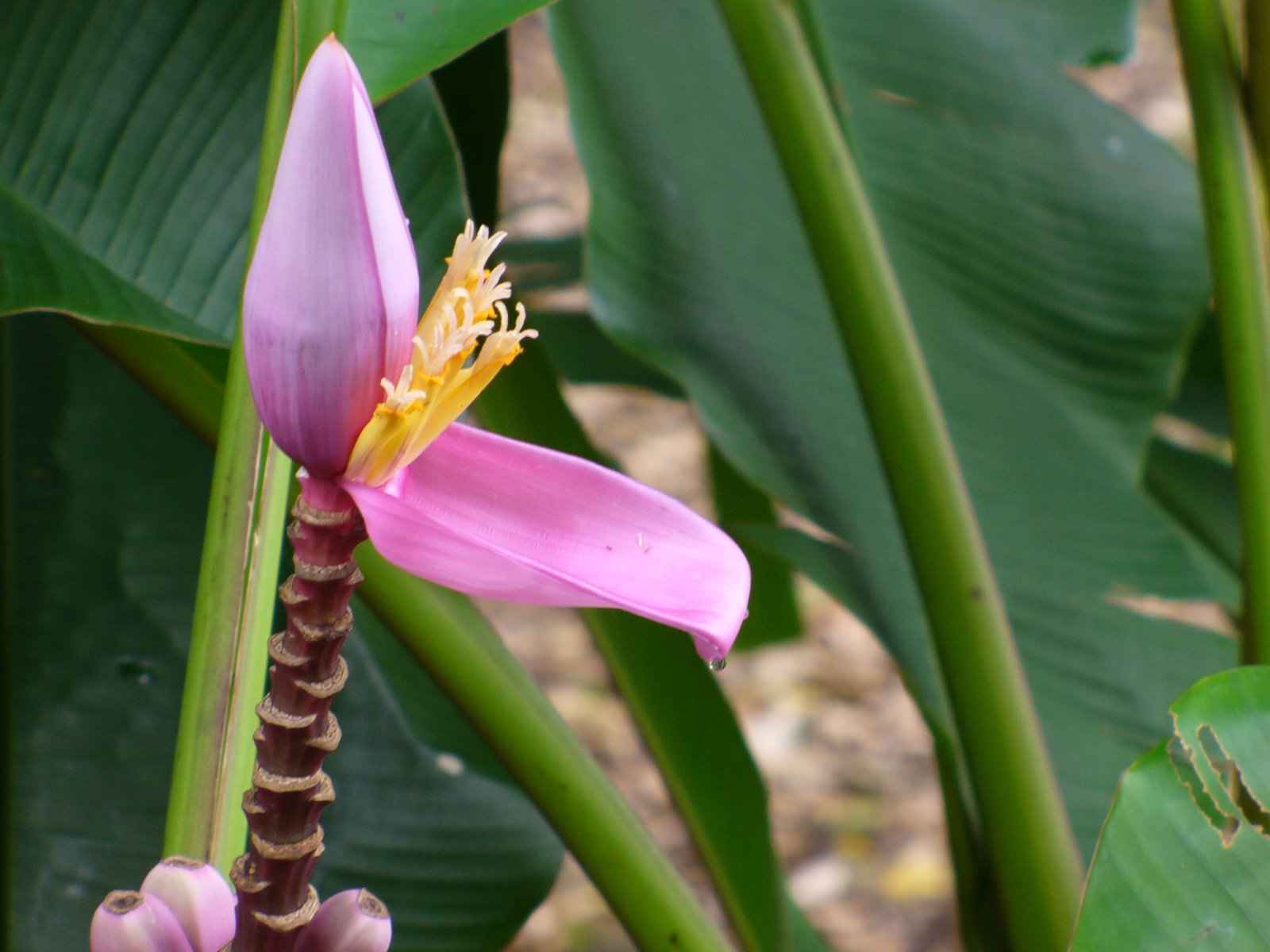 In Hawaii, at a waterfall... flower of a banana plant - Flower - Photo.net