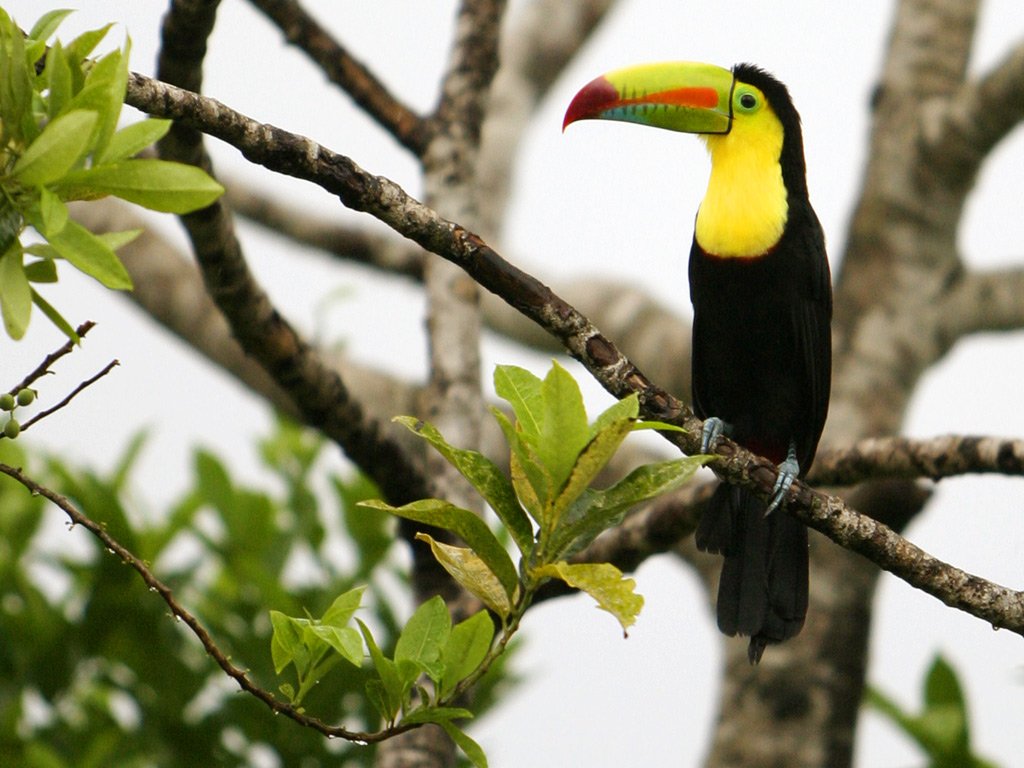 Toucan Profile, in the rain in Panama - Nature - Photo.net
