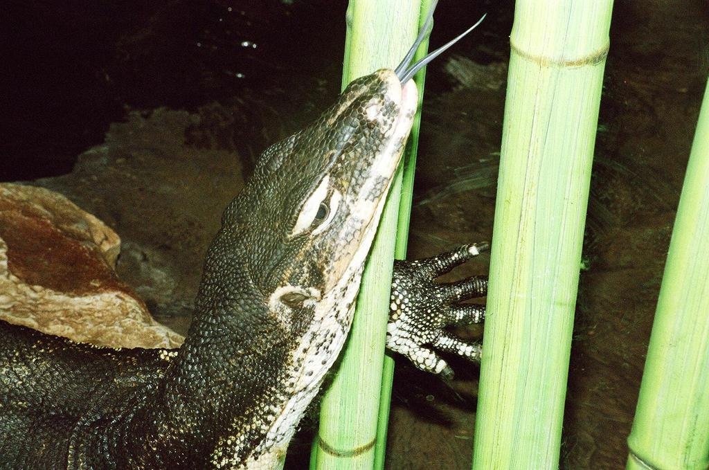 Monitor Lizard in a special exhibit of live lizards and snakes at the ...