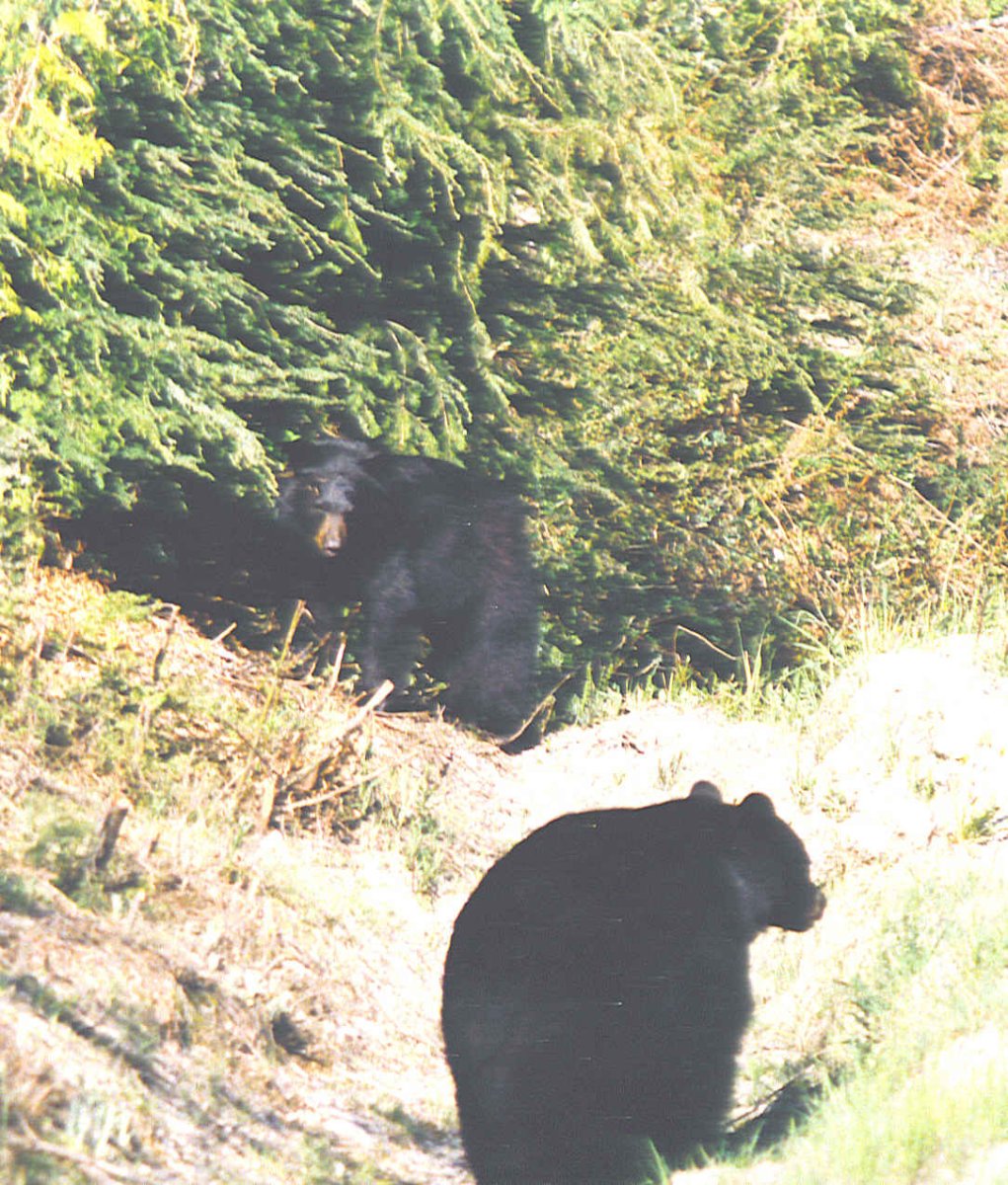 bear facing camera, right side of head by ear shows what looks like ...