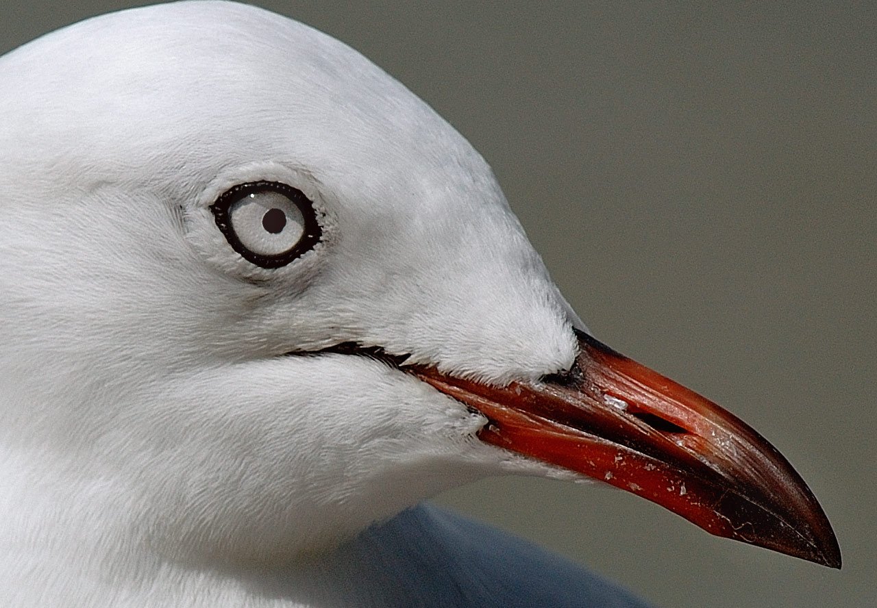 Seagull 2 - Uncategorized - Photo.net
