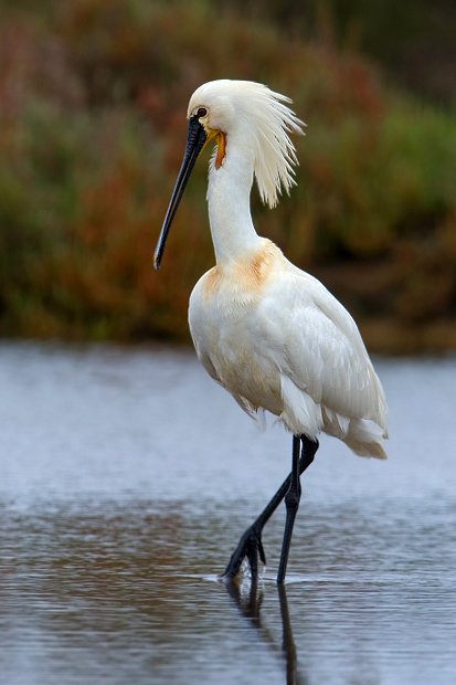 Espátula V. Eurasian Spoonbill . Platalea leucorodia. - Wildlife ...
