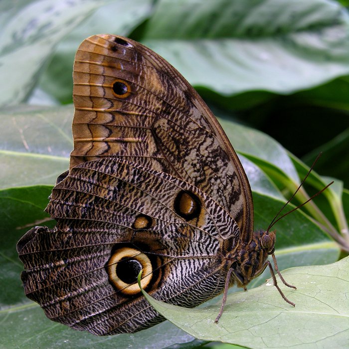 Butterfly (1) : Morpho Peleides limpida; Blue Morpho; Papillon Morpho ...