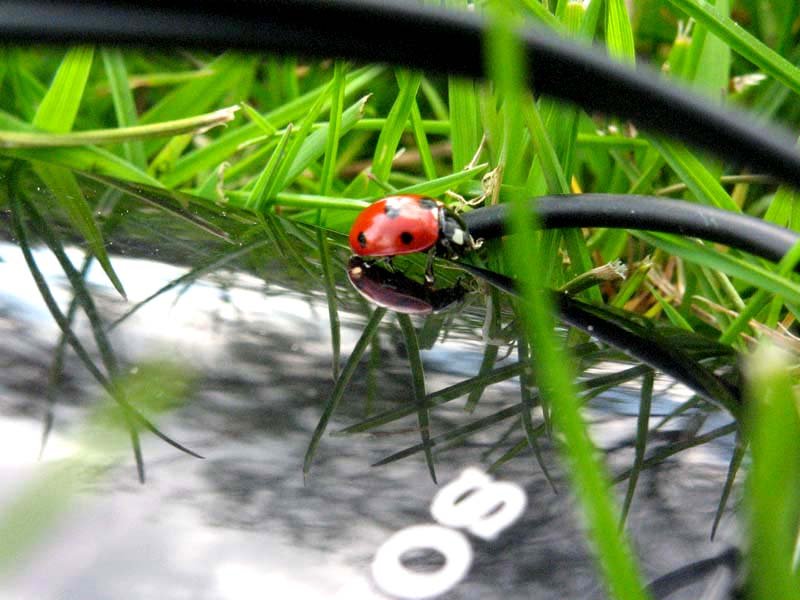 Ladybirds like music too - Nature - Photo.net