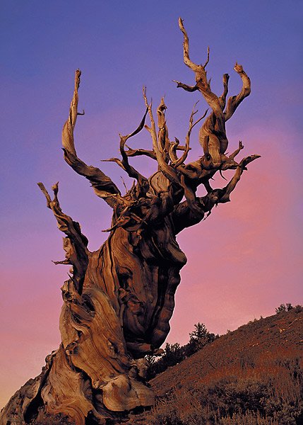 The Colossal Ghost - Ancient Bristlecone Pine Forest - Nature - Photo.net