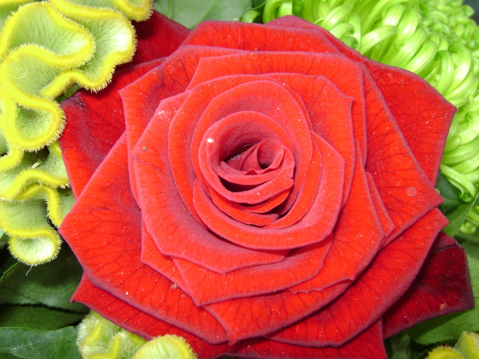 A Rose is a Rose - Flower - Photo.net