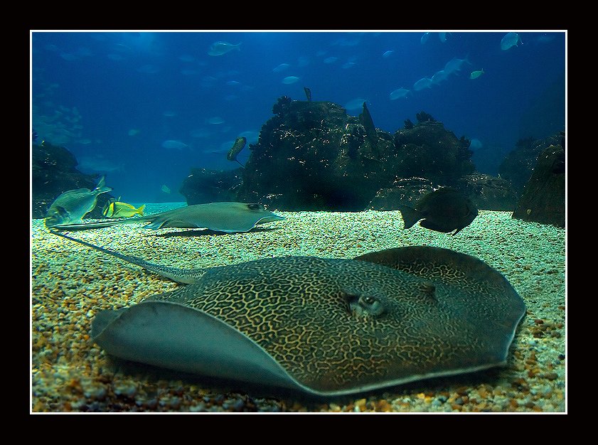 Leopard Whipray (Himantura undulata) - Underwater - Photo.net