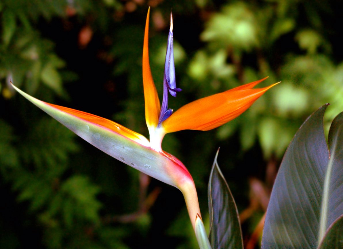 L'oiseaux du Paradis/Paradice Birds (Zoo de Granby) - Flower - Photo.net