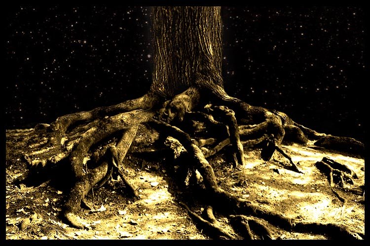 The Little Prince's Tree - Abstract - Photo.net