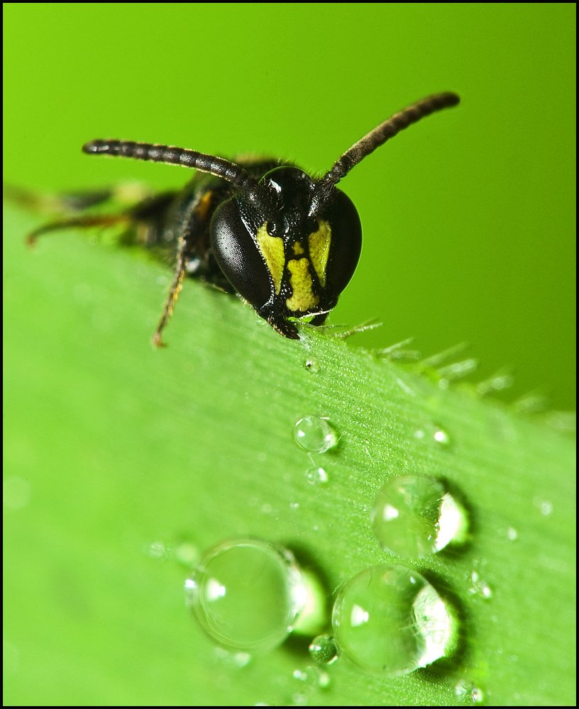 Biting the grass - Macro - Photo.net