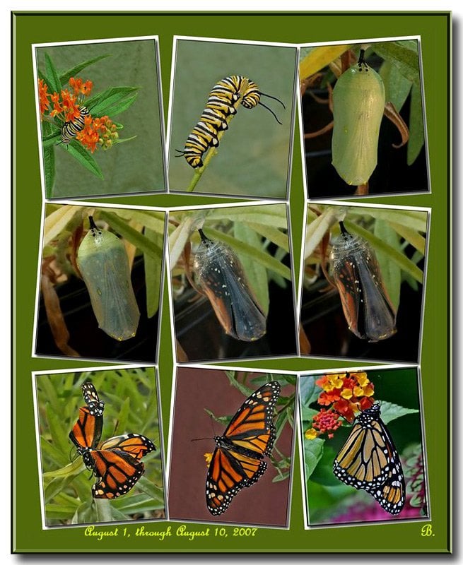Monarch Life Cycle - Macro - Photo.net