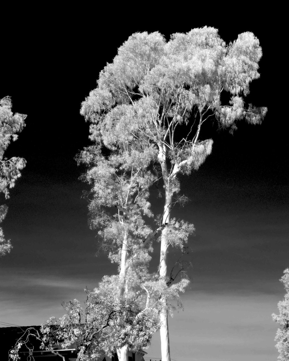 Trees in Los Angeles - Canon G9 IR Converted - Uncategorized - Photo.net
