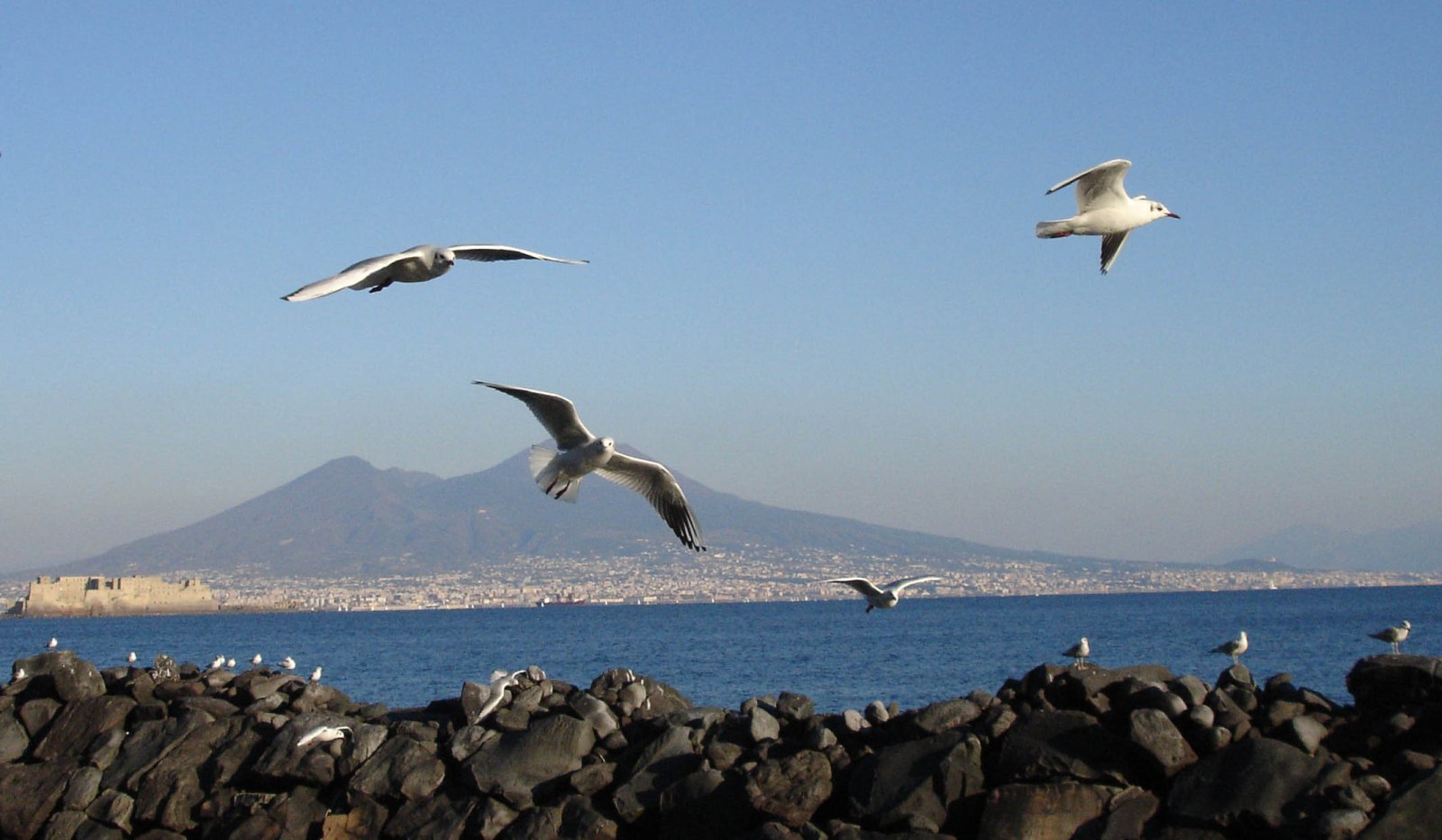 Volo di gabbiani a Napoli - Nature - Photo.net