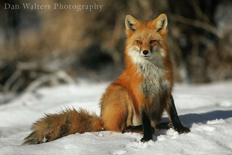 Red Fox - Nature - Photo.net
