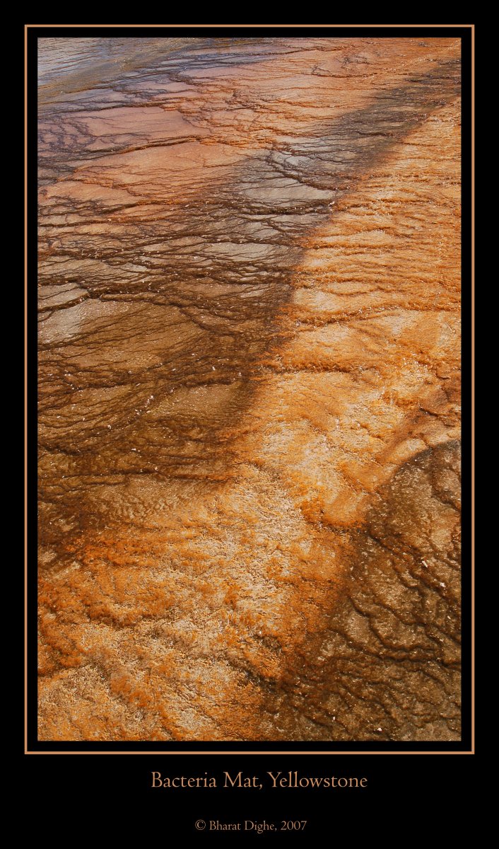 Bacteria Mat, Yellowstone - Nature - Photo.net